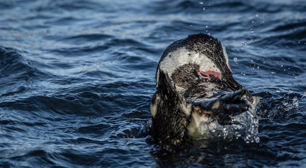 Possession Island - Betws Railway Station